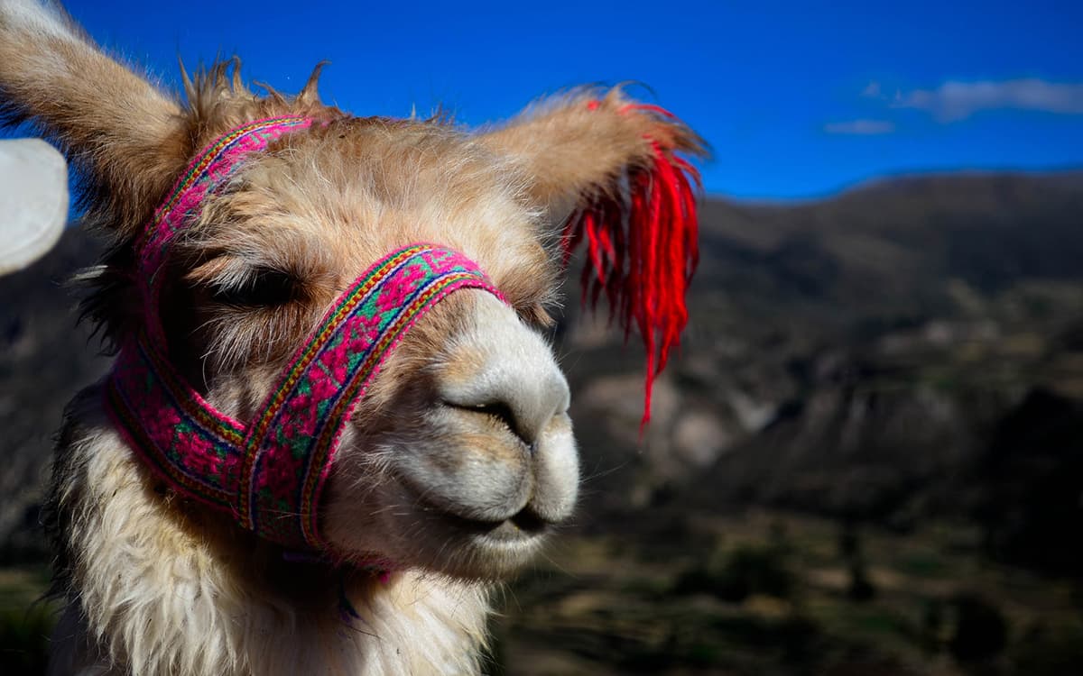 Llama Peruana | Intupa Cusco